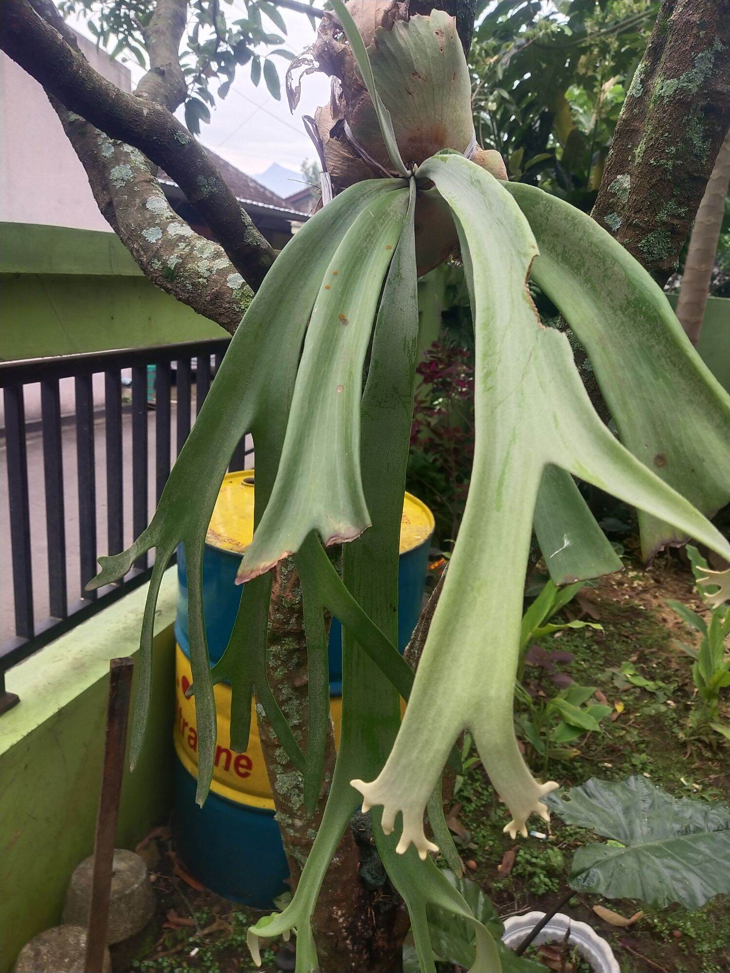 tanaman hias bunga tanduk rusa/tanduk menjangan | Lazada Indonesia