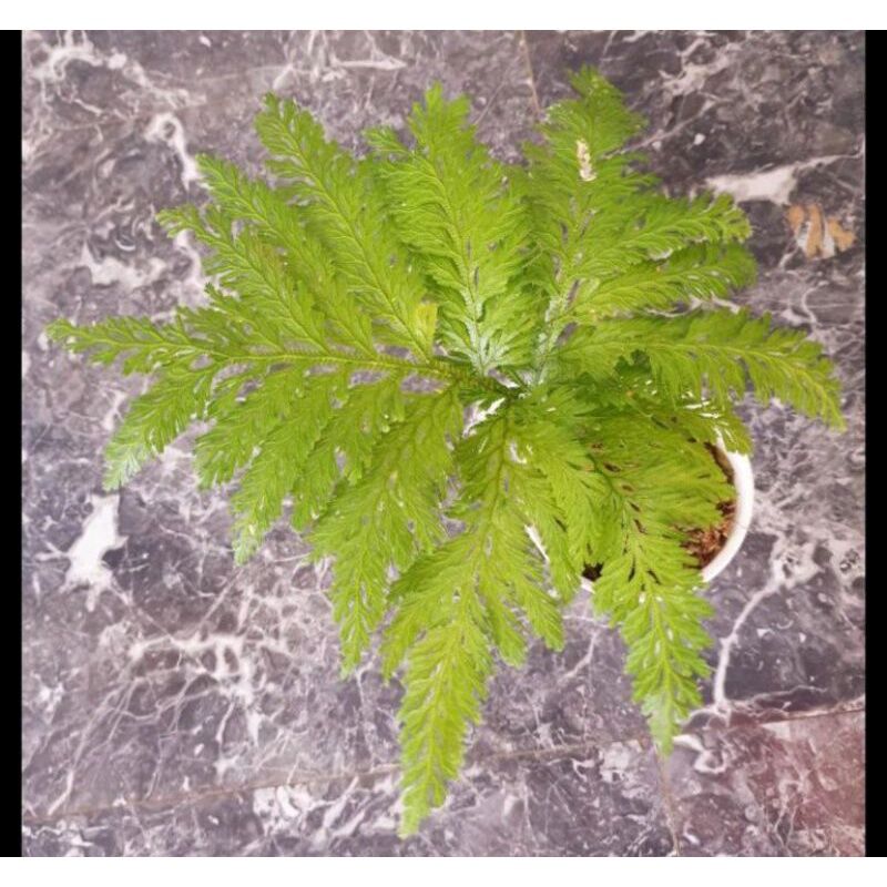 Tanaman Hias Pakis paku rane tanaman hias hitan langka | Lazada Indonesia