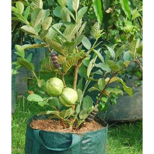 Pohon Jambu Kristal Tanaman Jambu Kristal Bibit Jambu Kristal | Lazada ...