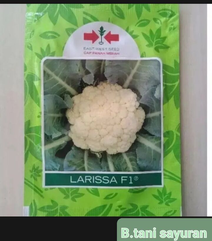 Bismilah yuk mari kita bercocok tanam .Benih BURKOL PUTIH 50 biji/250 ...