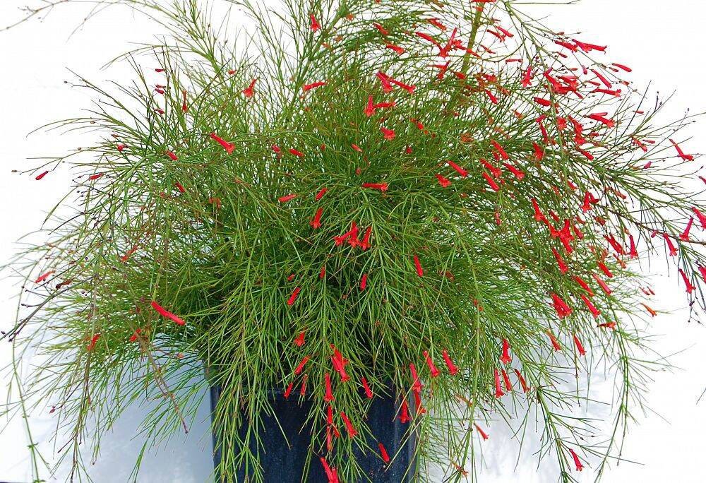 tanaman hidup bunga ekor merak/air mancur | Lazada Indonesia