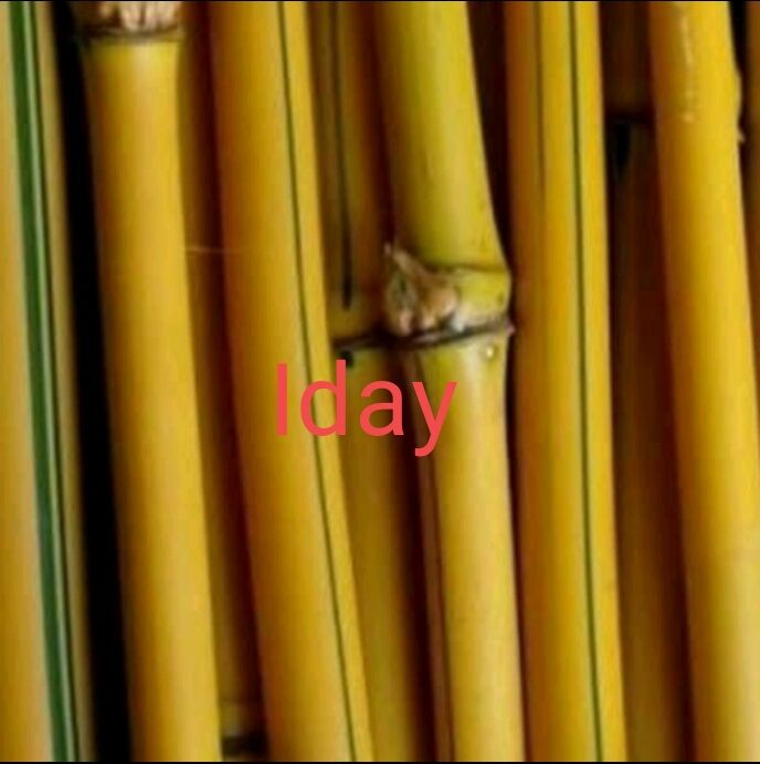 bambu kuning penangkal mahluk halus 50 cm 10 batang, potongan bambu ...