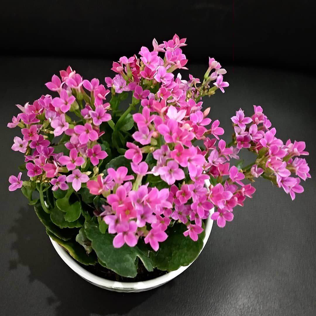 bunga hias hidup cocor bebek pink - tanaman hias cocor bebek | Lazada ...