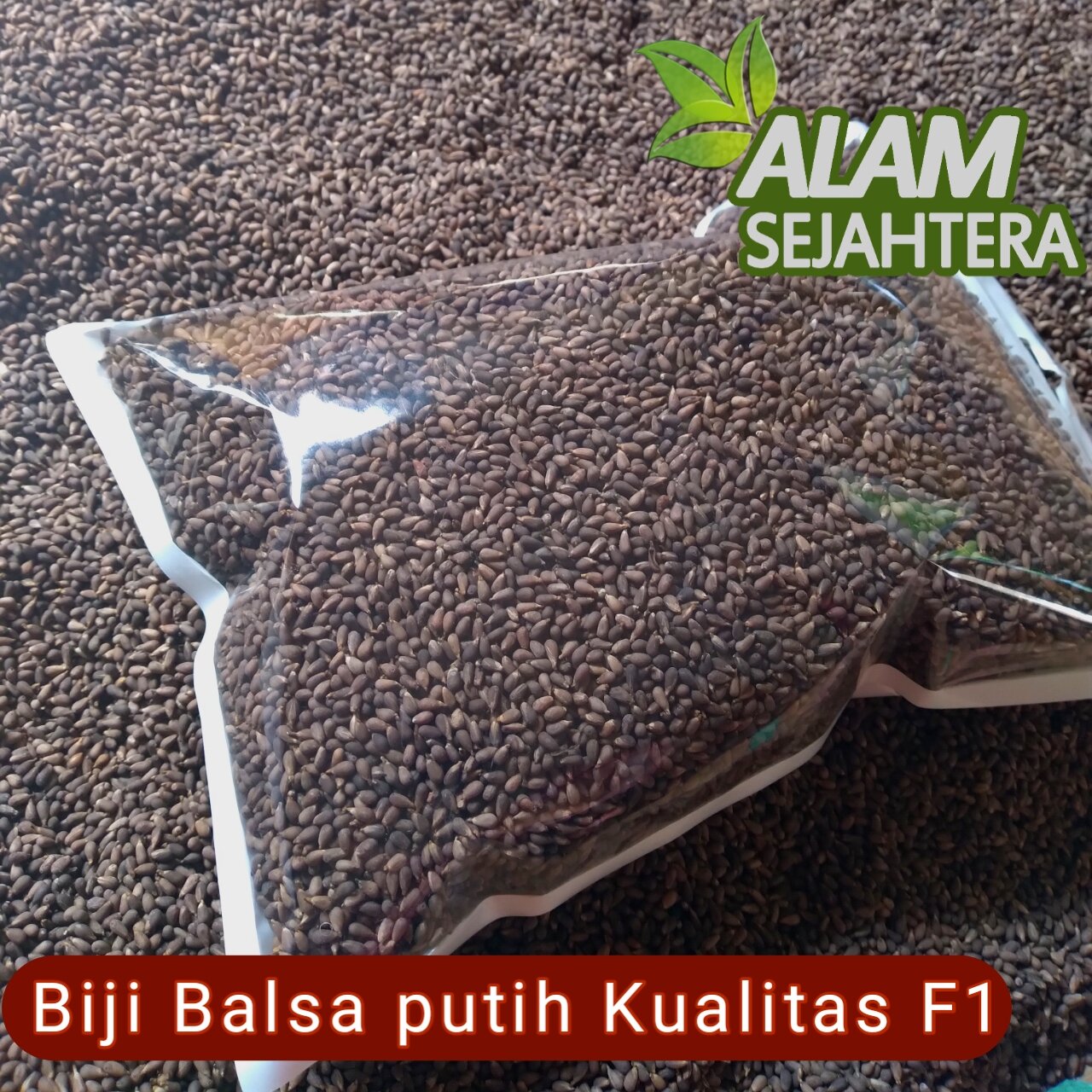promo!! biji balsa f1 berat bersih 1kg | Lazada Indonesia