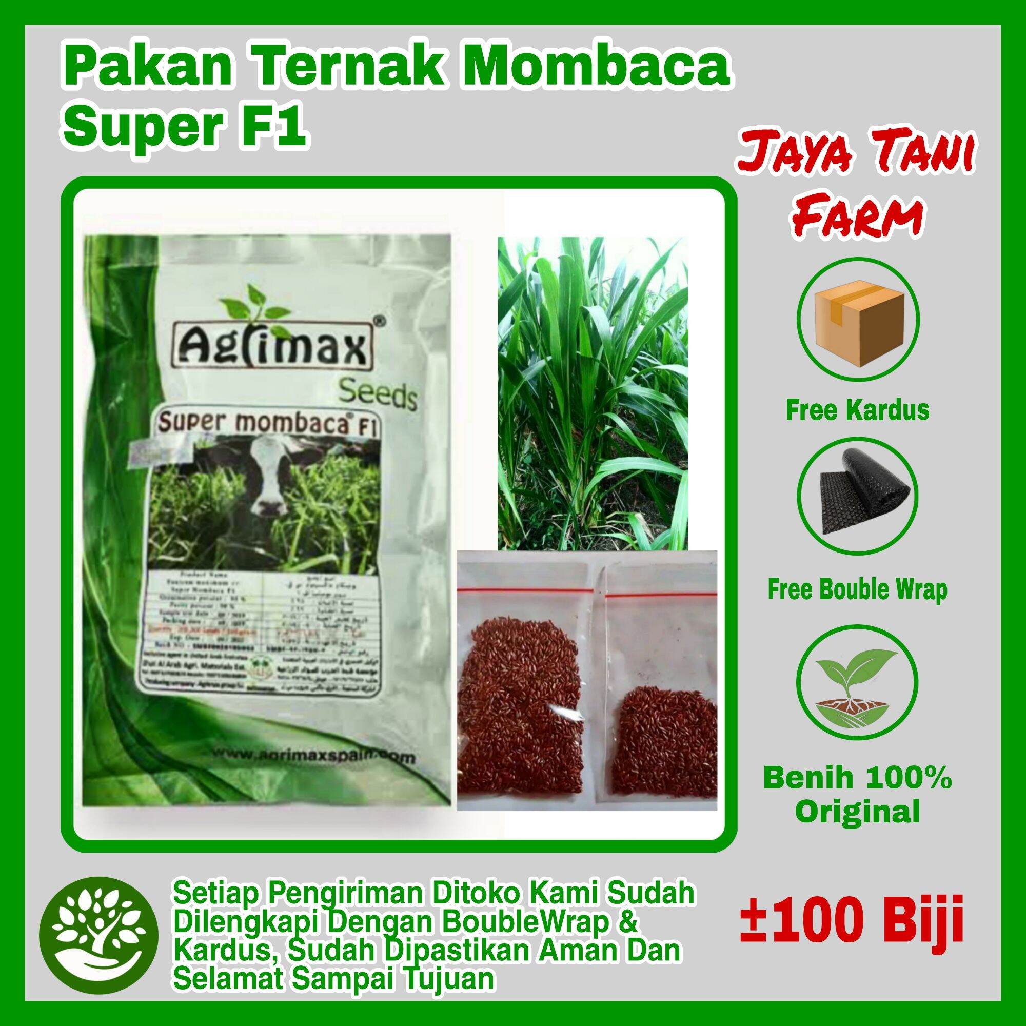 Benih Mombaca Super F1 / Bibit Pakan Ternak Mombaca / Benih Rumput ...