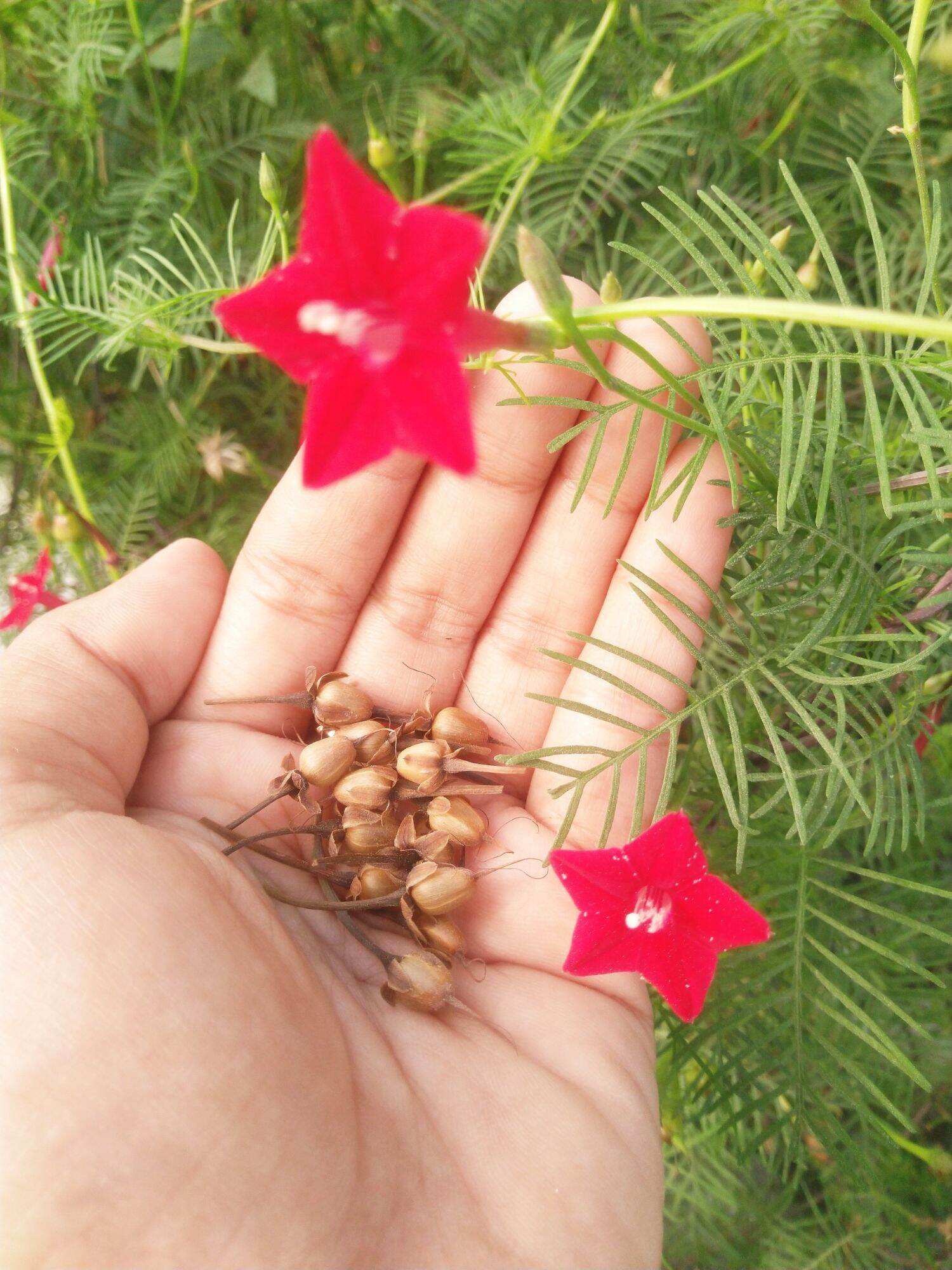 Biji Bunga Songgo Langit | Lazada Indonesia