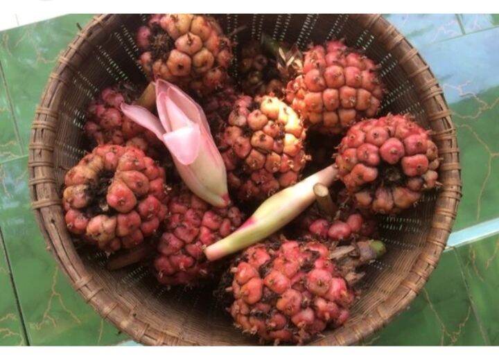 honje merah, laka /1 kg harga promo | Lazada Indonesia