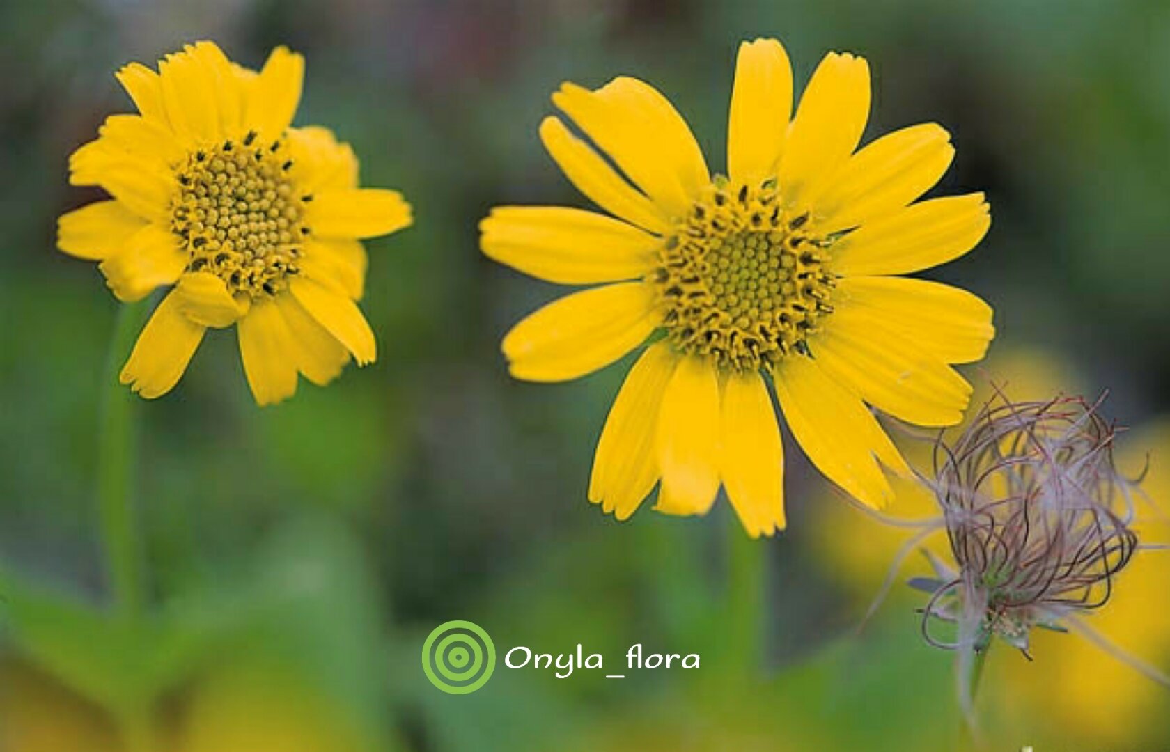 Bunga matahari - bunga matahari kecil tanaman hias vegetasi lebah madu ...