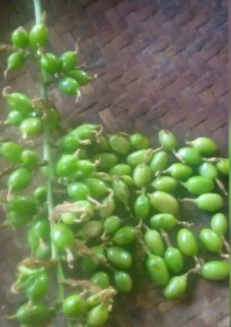 Buah kapol hijau india super frees 100 gram basah | Lazada Indonesia