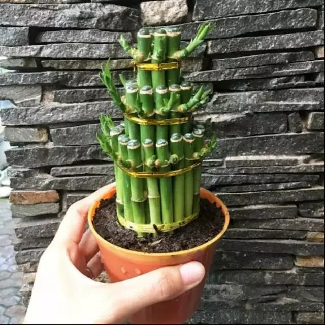 Tanaman Bambu Hoki Bambu Hoky Lucky Bamboo | Lazada Indonesia