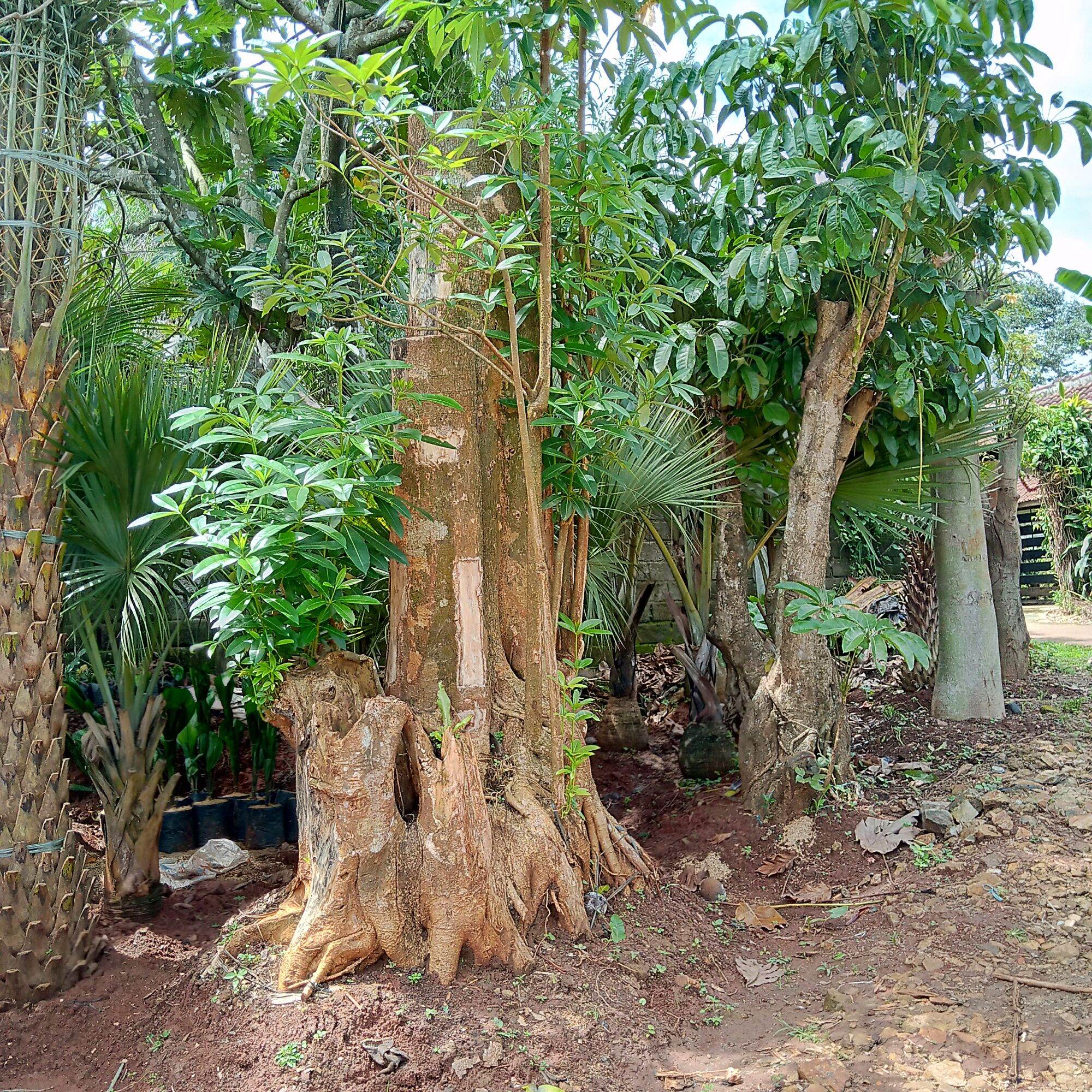 Pohon Pule Fosil Berkarakter | Lazada Indonesia