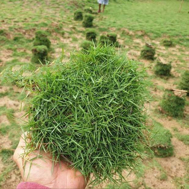 rumput jepang rumput peking satu meter persegi | Lazada Indonesia
