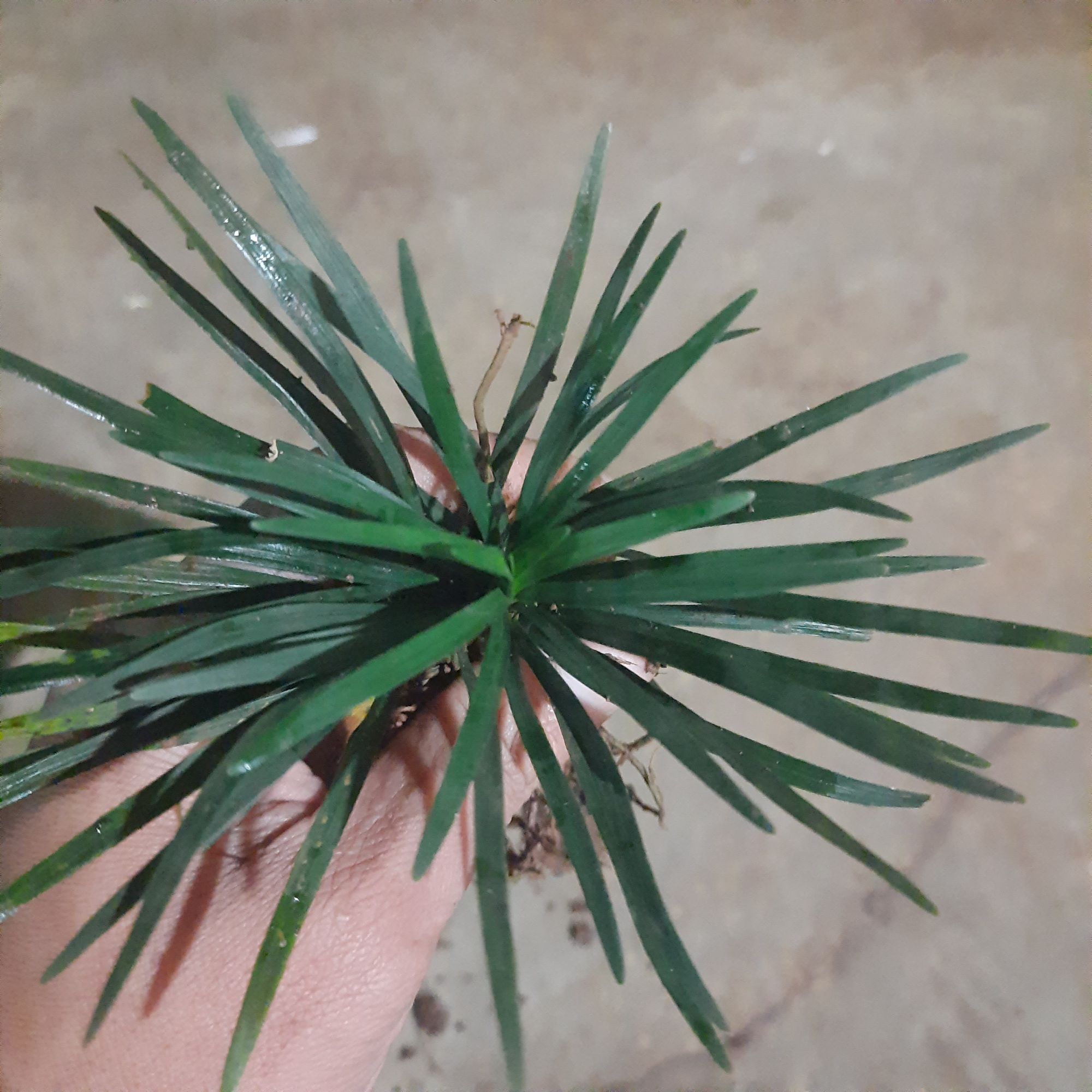 tanaman kucai mini pengganti rumput | Lazada Indonesia