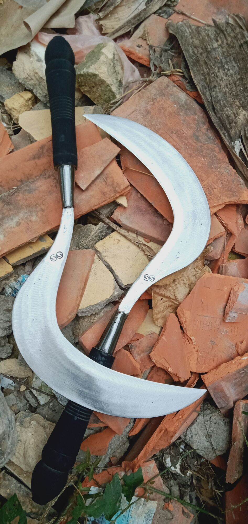 arit rumput asli Madura | Lazada Indonesia