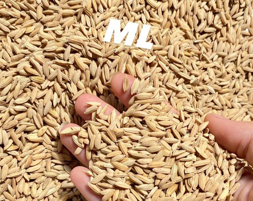 benih padi huma padi beras merah padi khusus darat | Lazada Indonesia