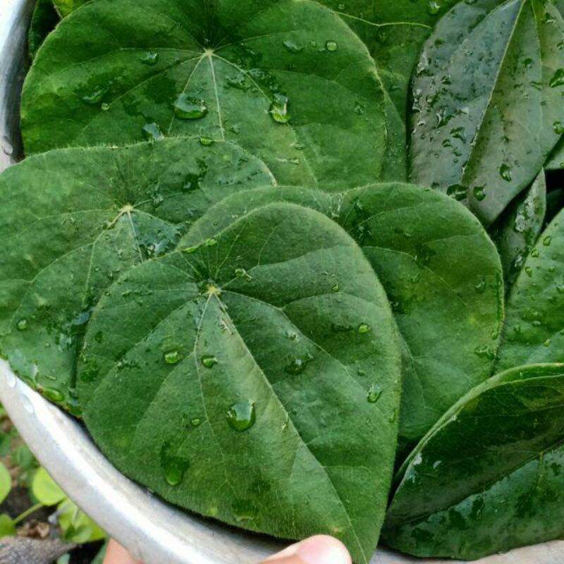 DAUN CINCAU BULU SEGAR PER 100 LEMBAR | Lazada Indonesia