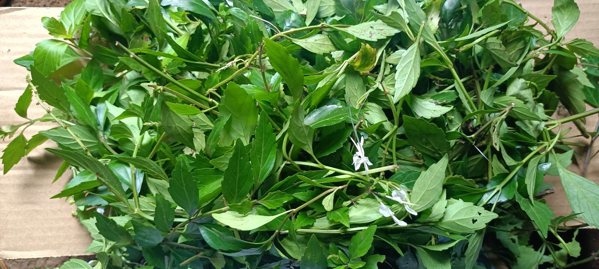 Daun kumis kucing segar herbal | Lazada Indonesia