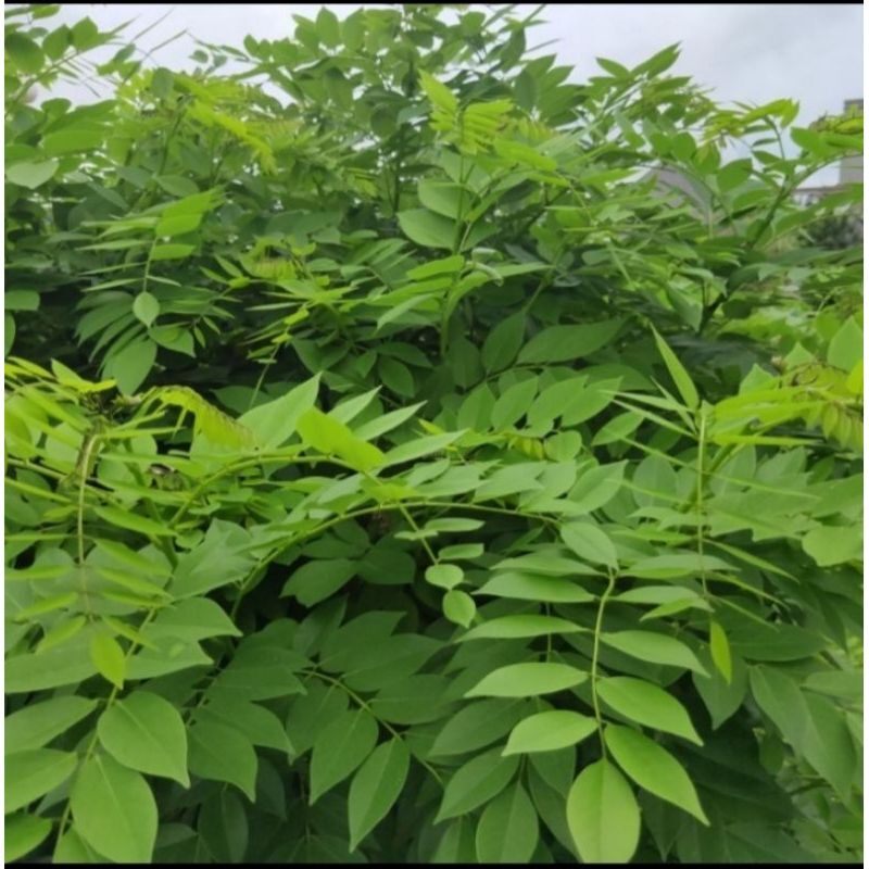 DAUN GAMAL/RESIDE ORGANIK SEGAR 1kg | Lazada Indonesia