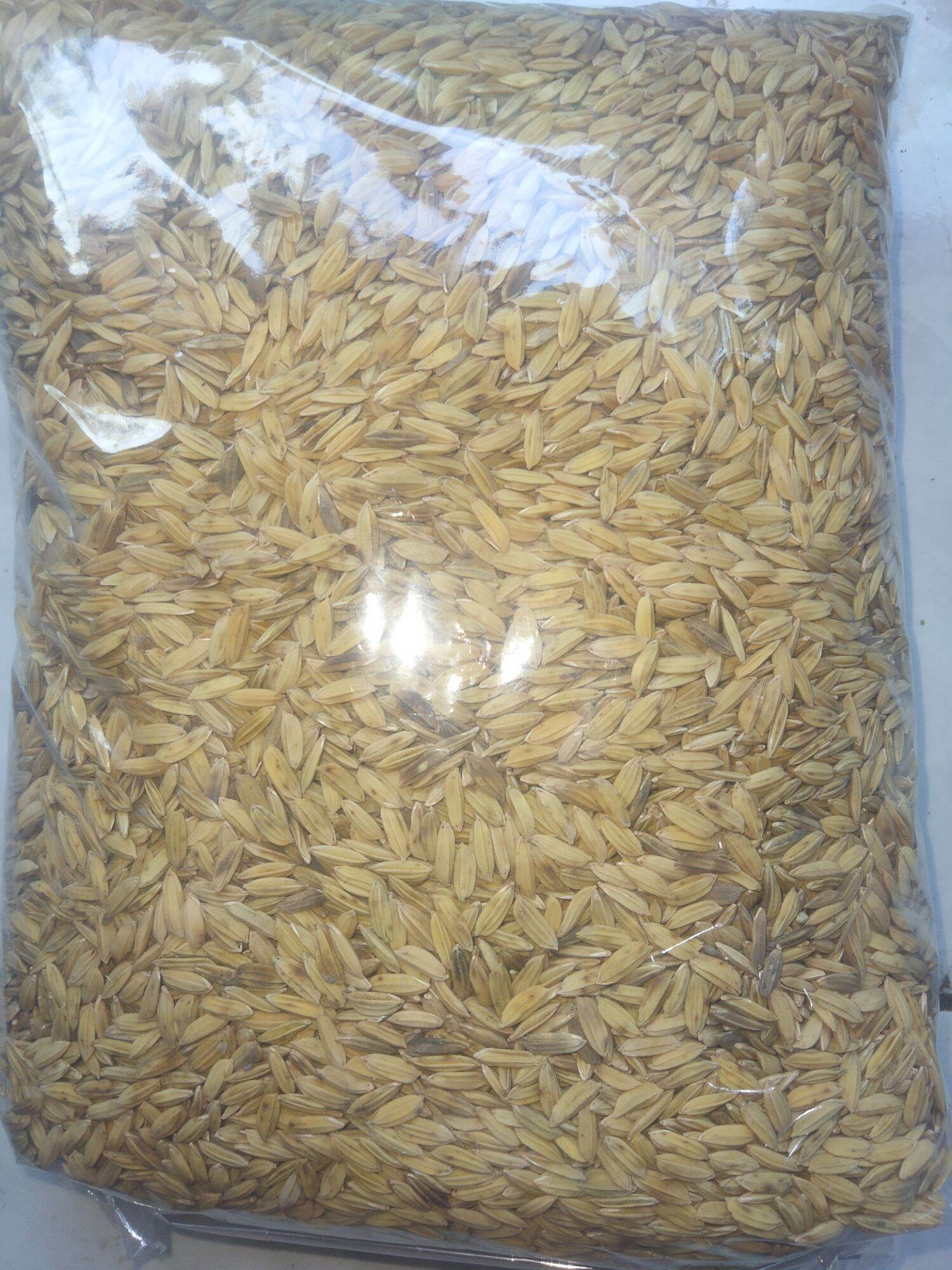 jual benih padi beras ketan putih super unggul jenis pendek jenis ...