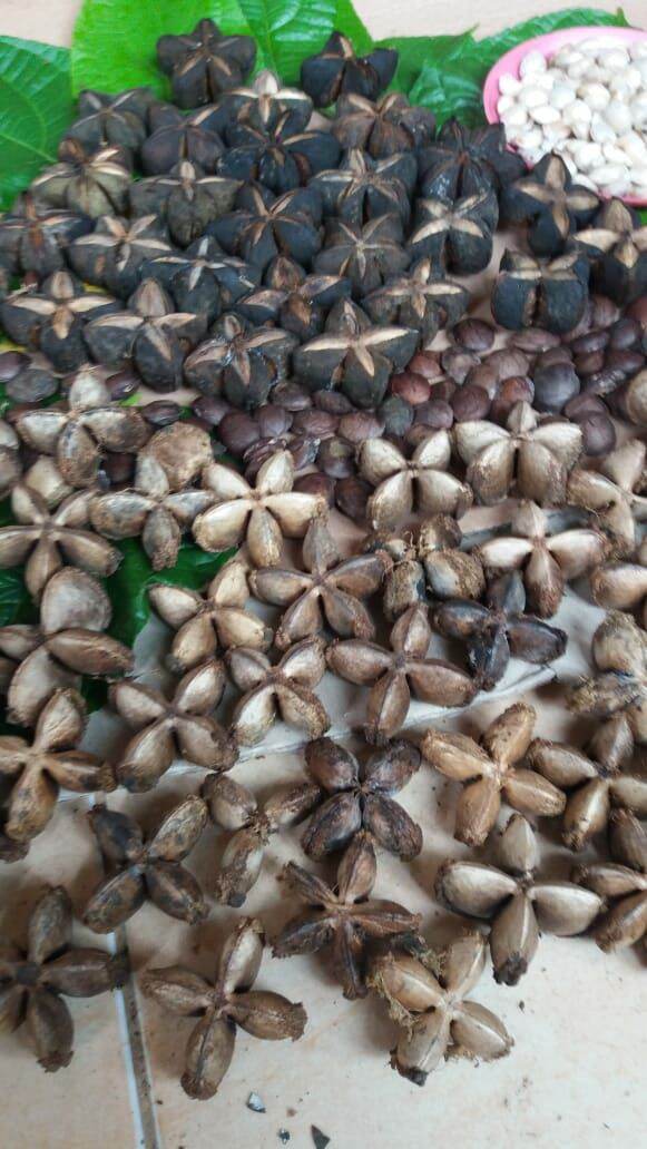 biji benih Sacha inchi atau kacang Incha | Lazada Indonesia