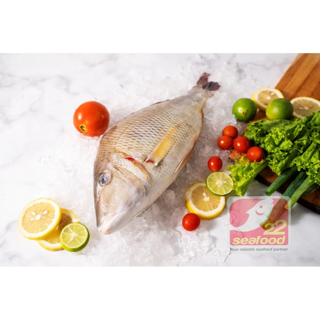 Ikan Lencam 1 kg / Ikan Katamba Utuh / 22 Seafood | Lazada Indonesia