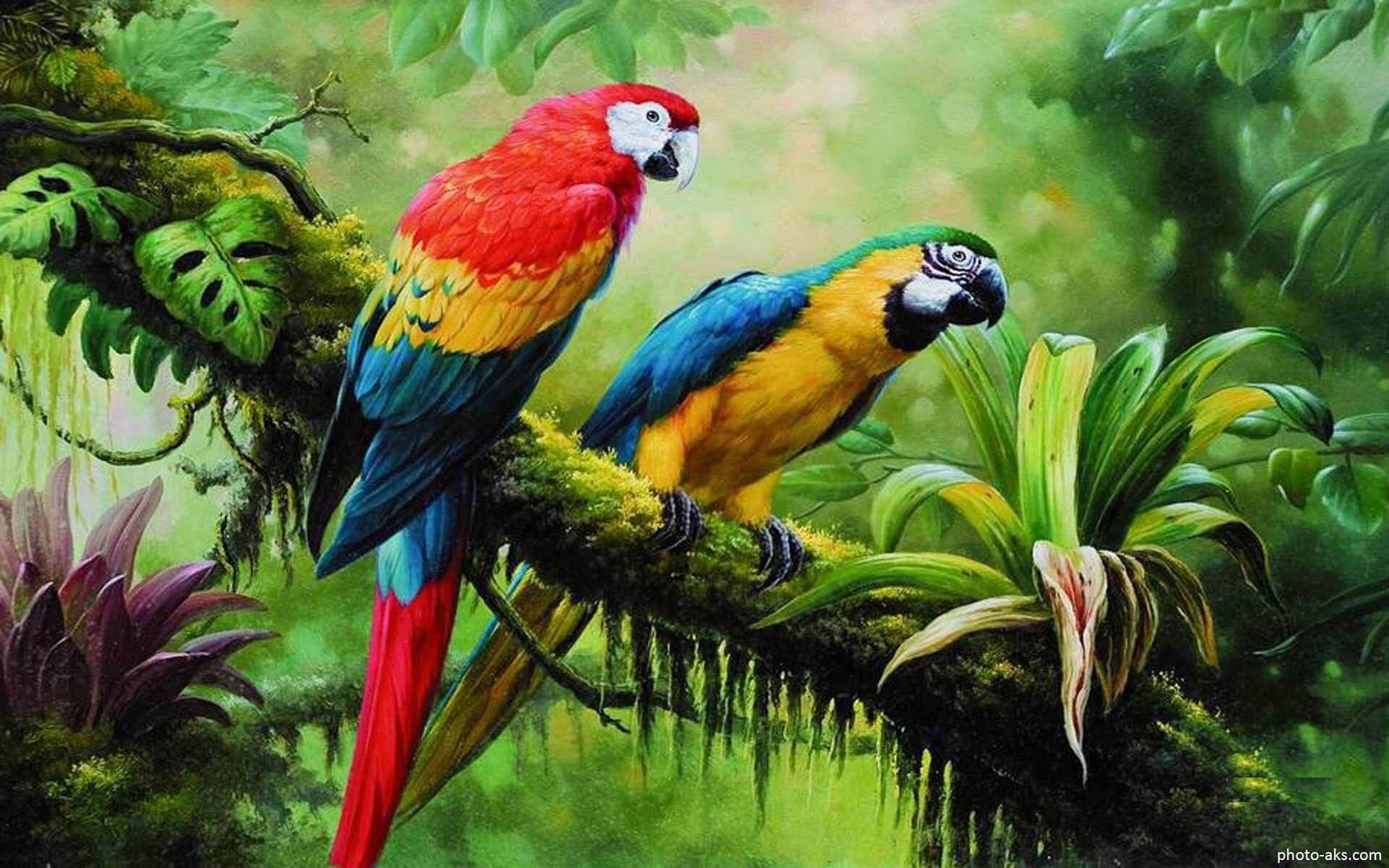 poster cetak jumbo BURUNG , lukisan cetak jumbo BURUNG , poster terbaru ...