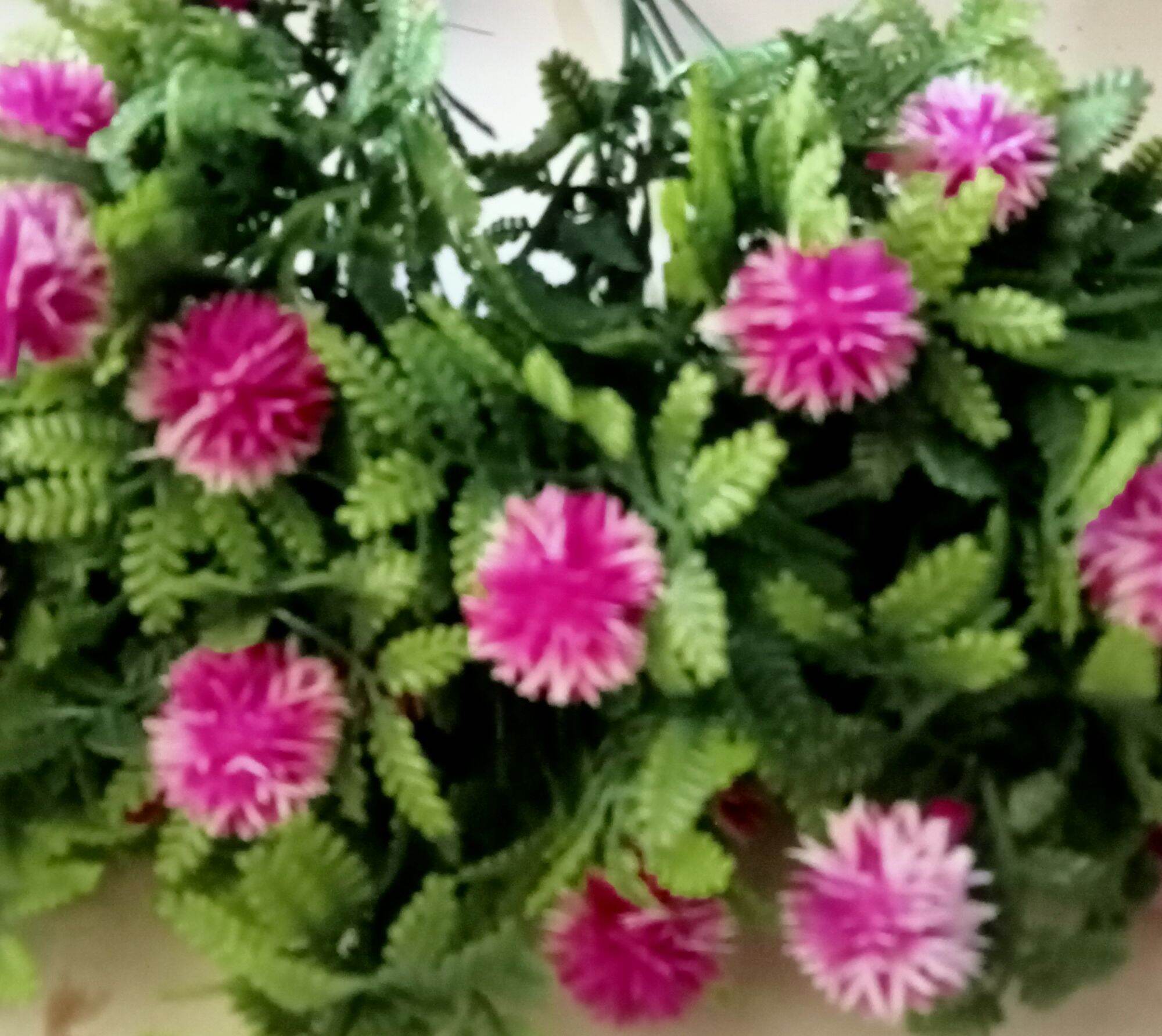 Bunga putri malu | Lazada Indonesia