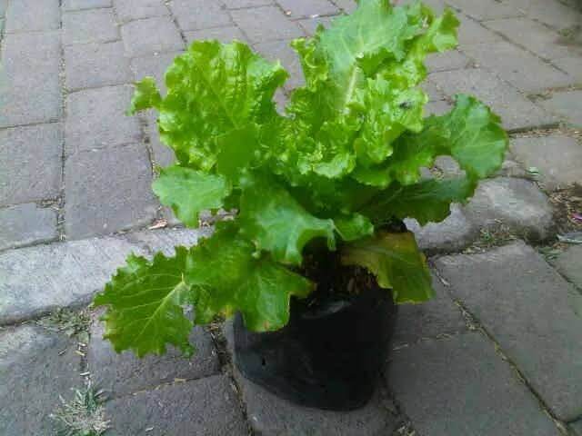 PAKET 4 JENIS BIBIT TANAMAN HIDUP SAYURAN ( BROKOLI , PAKCOY , SELADA ...