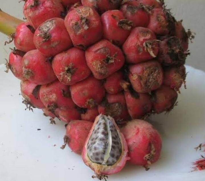 Buah kecombrang 1 kg/Asam cikala/buah rias/ Asam medan/ Asam arsik ...