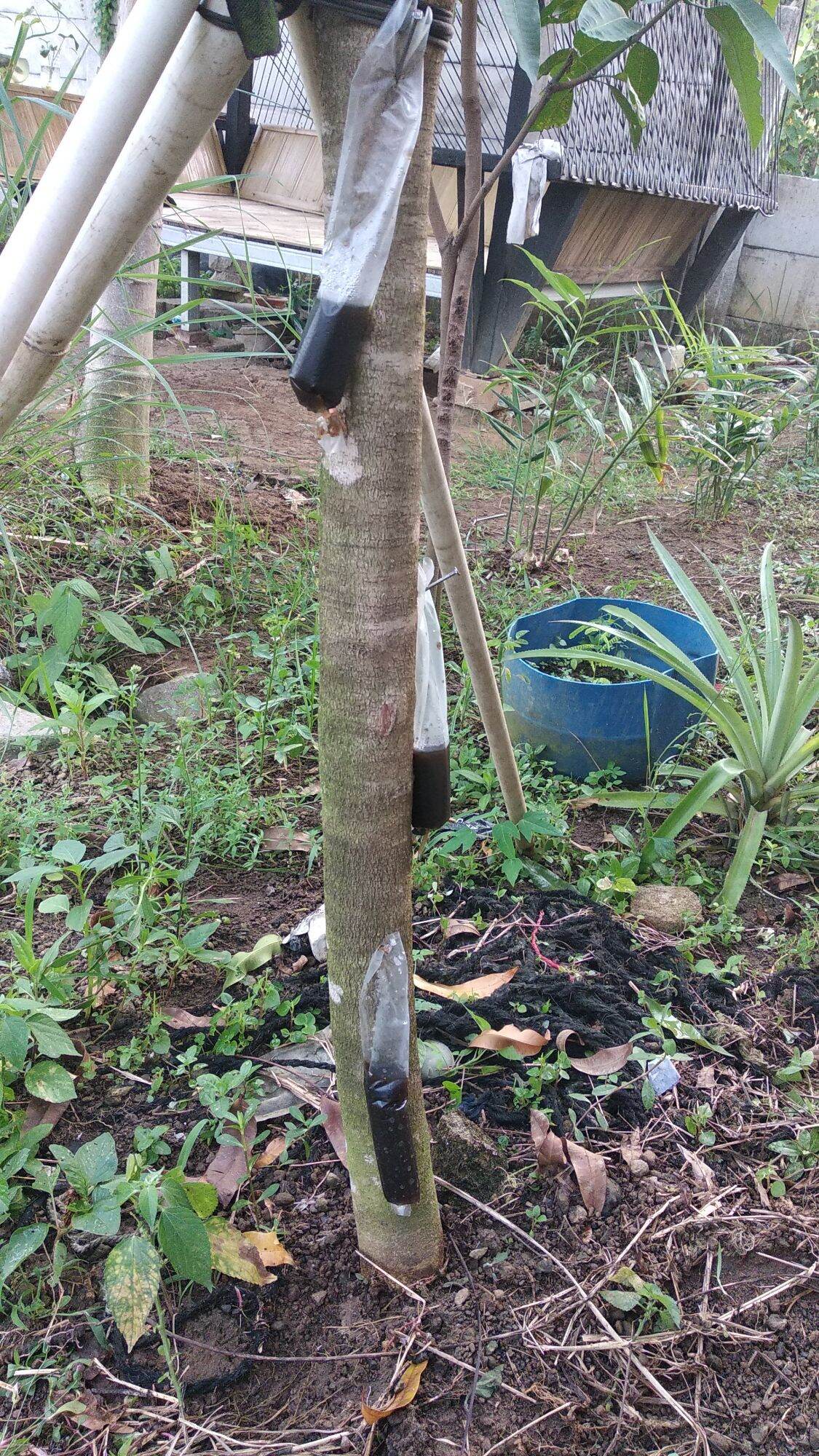 serum Fusarium untuk inokulasi pohon gaharu 1 liter | Lazada Indonesia