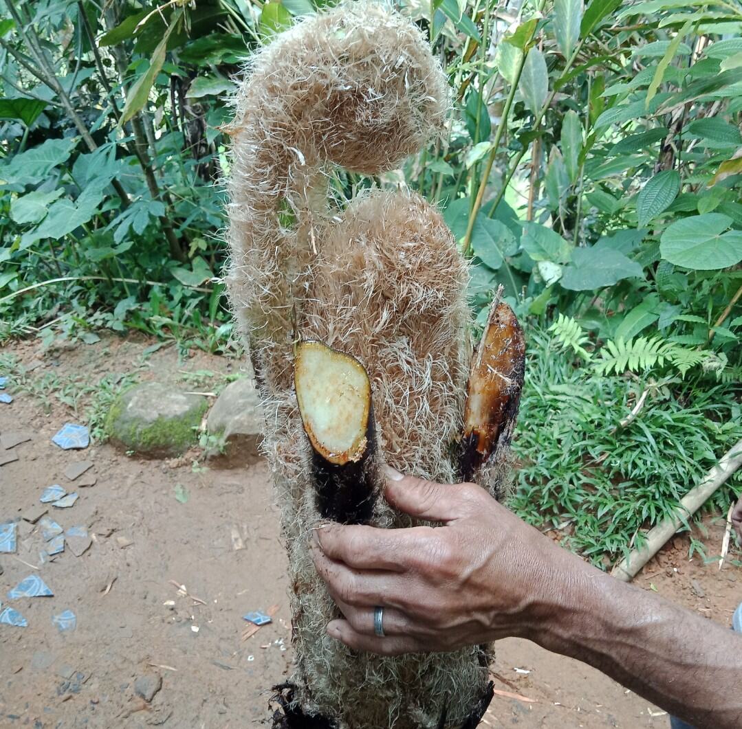 Tanaman hias pakis monyet paku tiang | Lazada Indonesia