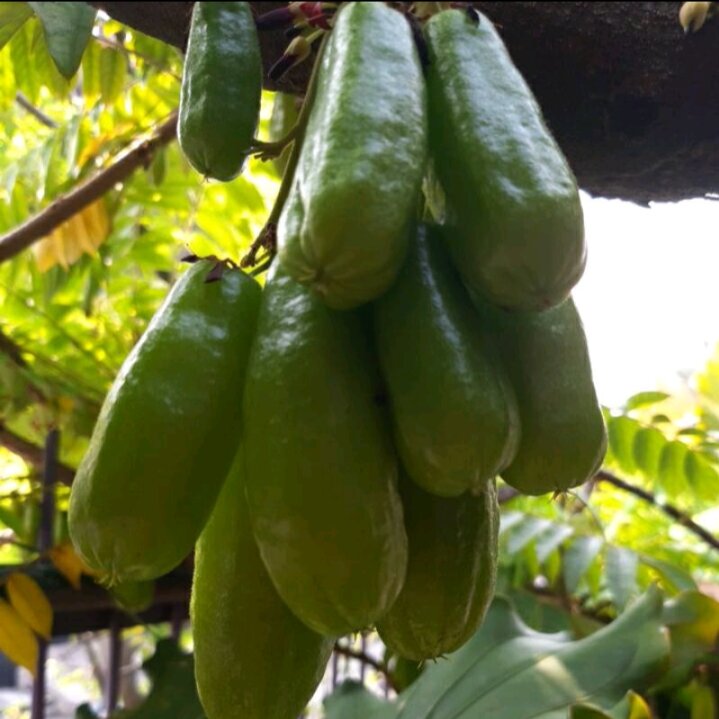 Belimbing besi/ wuluh petik dadakan 1kg | Lazada Indonesia