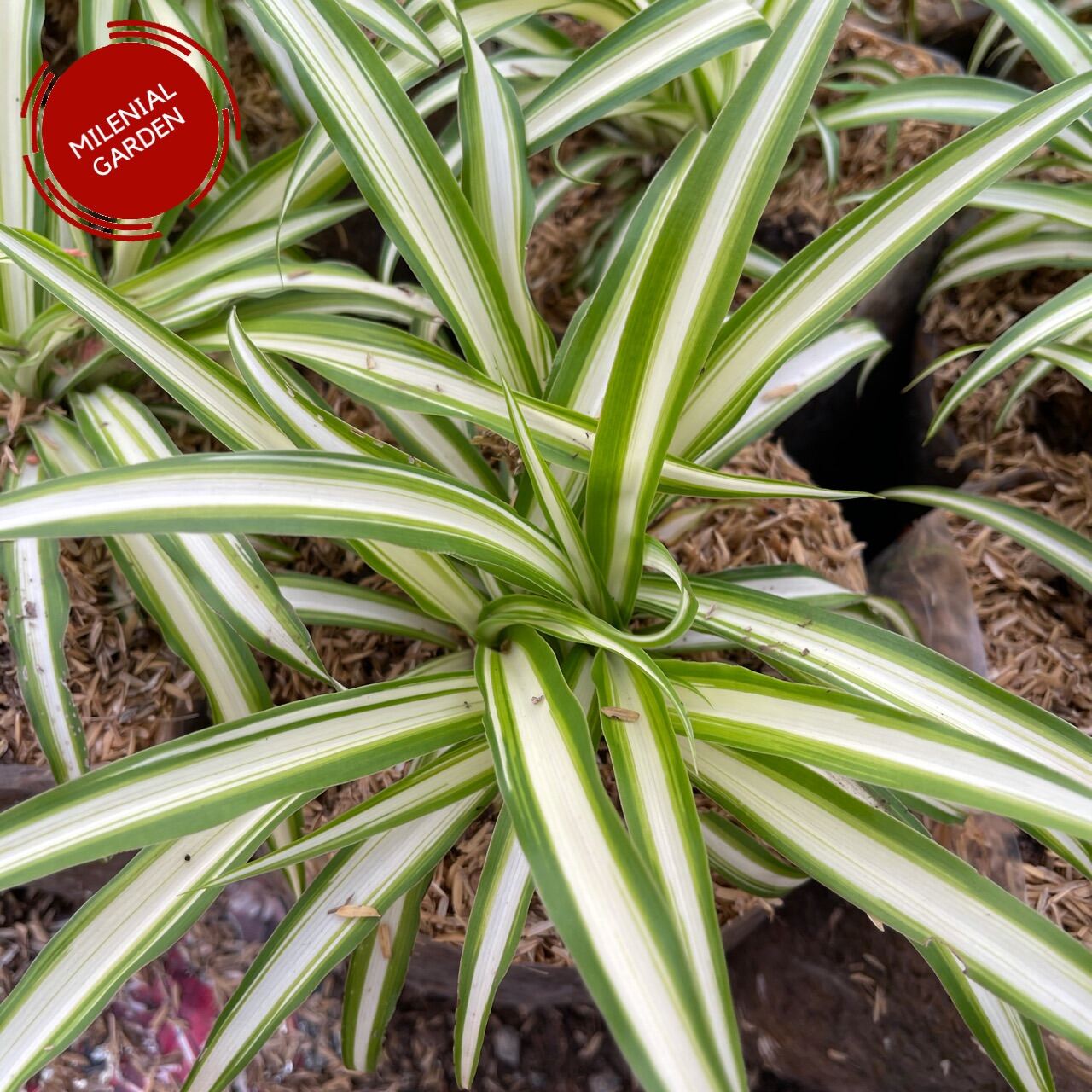 Lili paris tanaman hias indoor dan outdoor bunga bandung | Lazada Indonesia