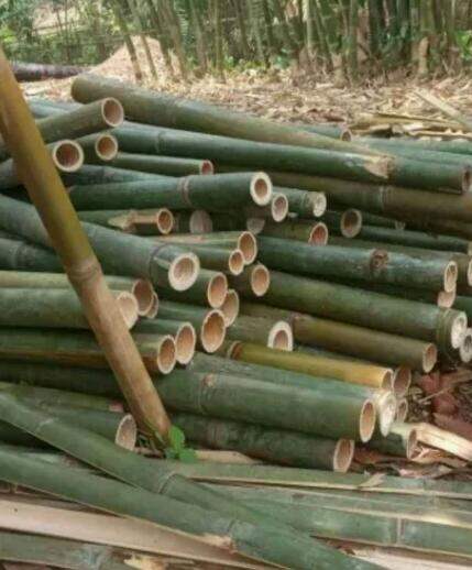 1meter bambu bulat /bambu utuh tanaman | Lazada Indonesia