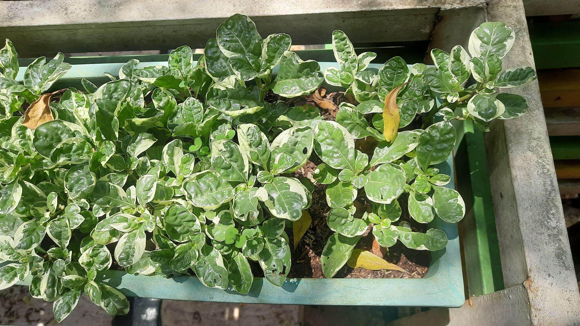 Krokot/kriminil variegata | Lazada Indonesia