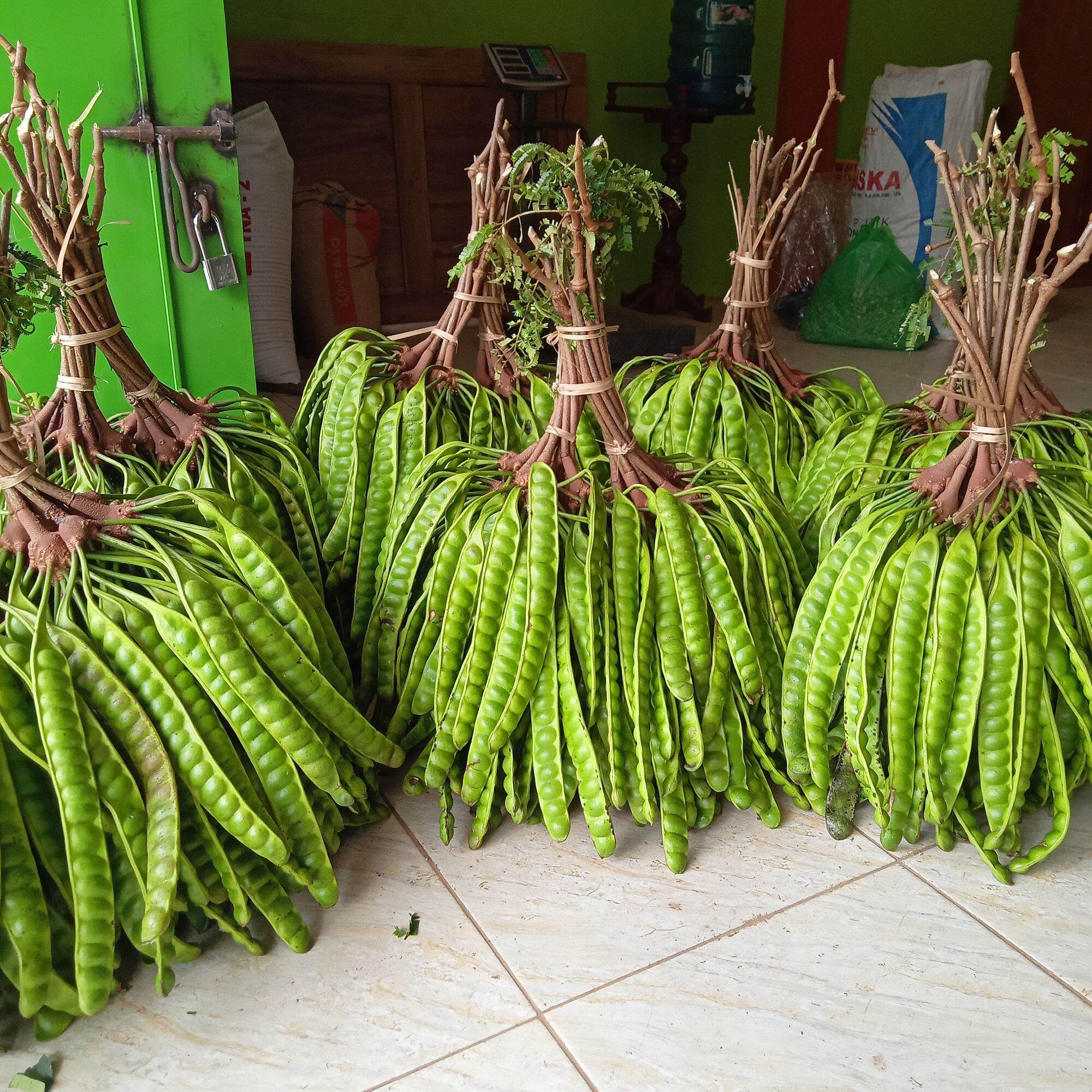Pete atau petai segar per 1 papan harga termurah | Lazada Indonesia