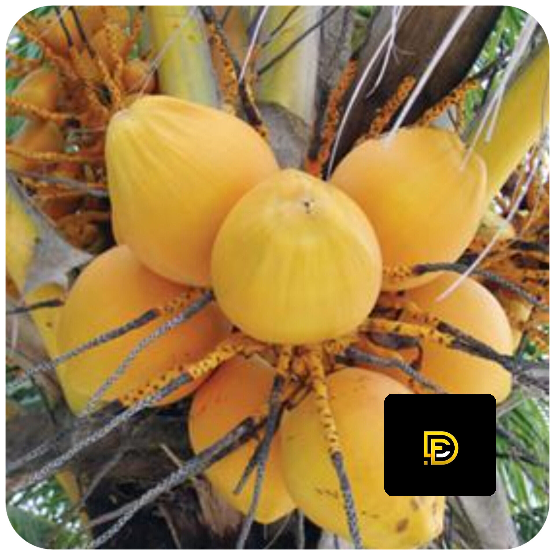 Buah kelapa gading segar petik langsung isi 2 buah | Lazada Indonesia