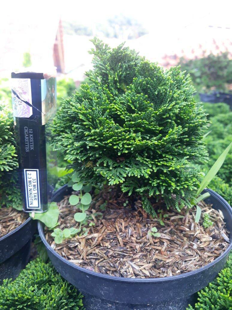 pohon cemara inoki hijau ukuran besar | Lazada Indonesia