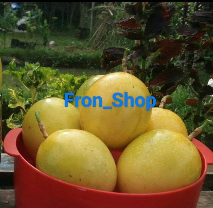 Markisa Segar Buah Markisa Presh Langsung Petik | Markisa Kuning Buah Markisa | Lazada Indonesia
