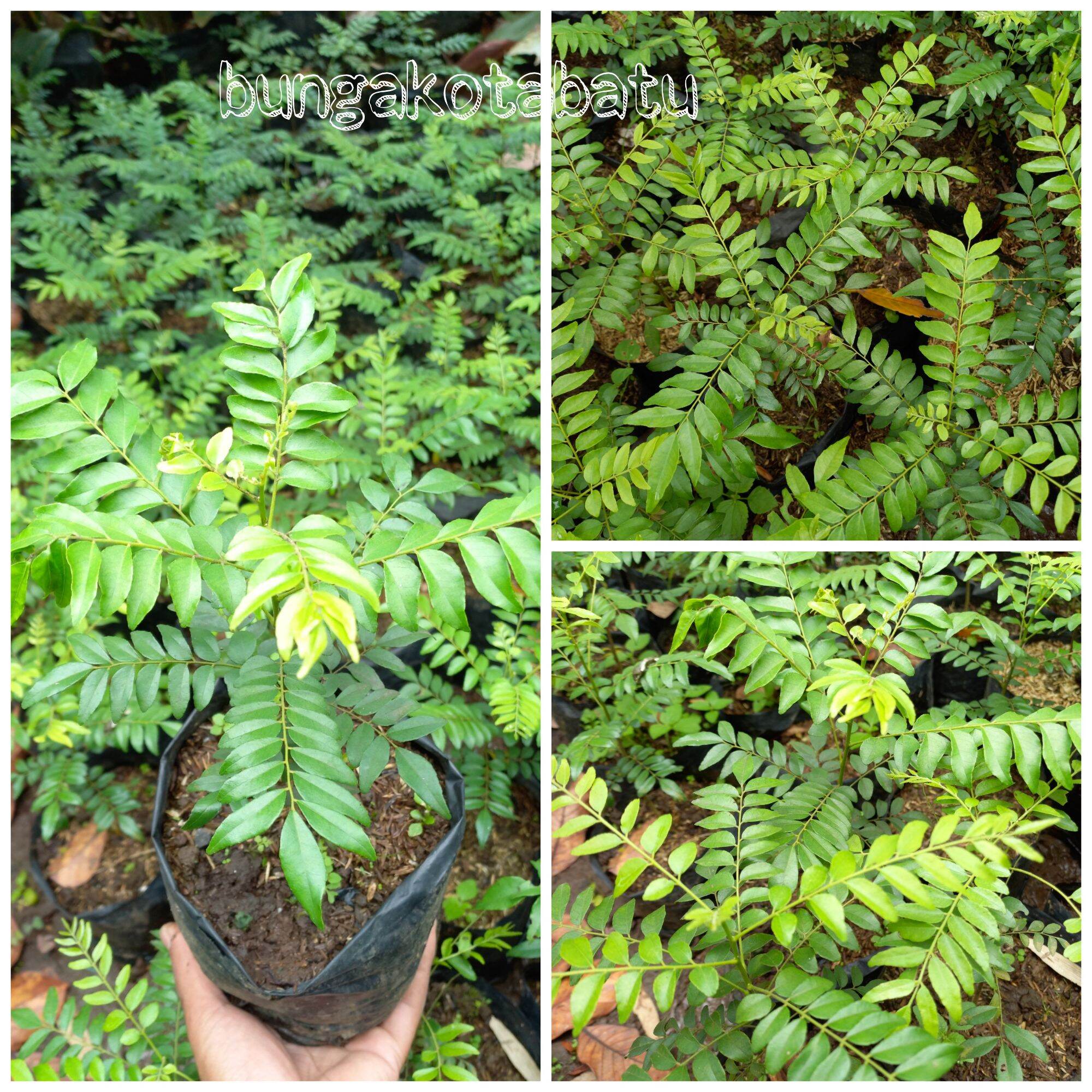 Tanaman Daun Kare / Salam Koja | Lazada Indonesia