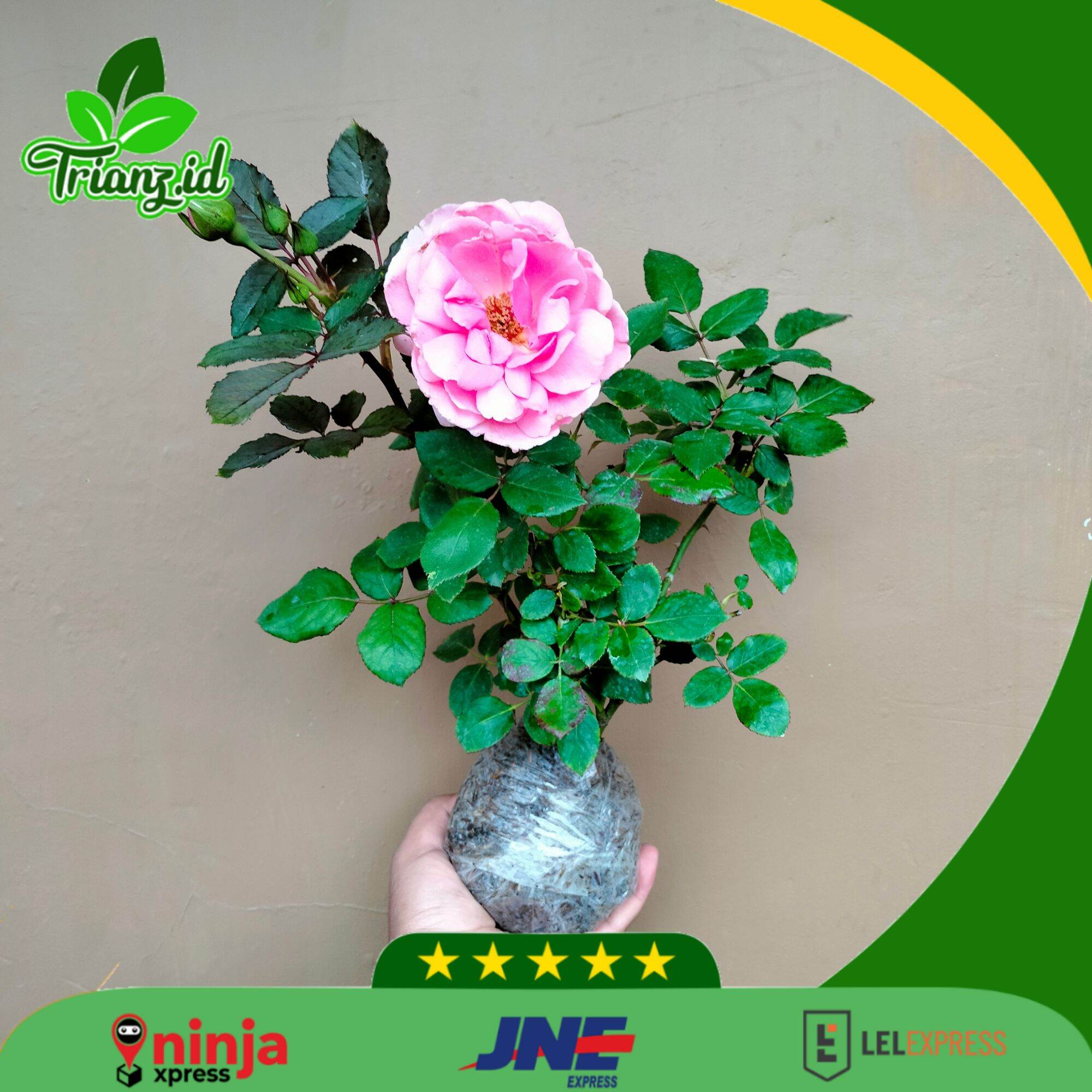 Tanaman bunga mawar pink/ tanaman hias rose pink | Lazada Indonesia