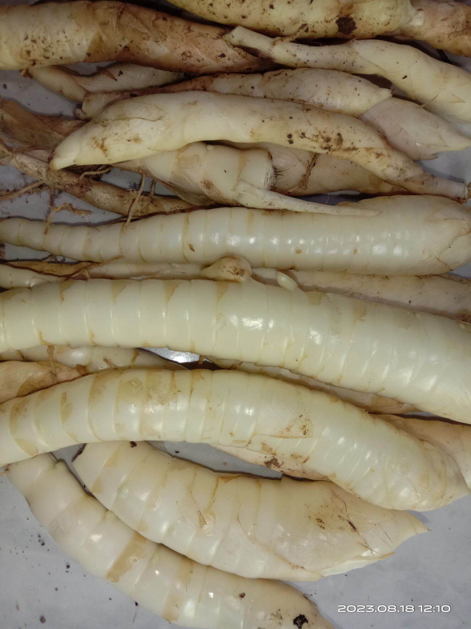 UBI GARUT ATAU SAGU/UBI SAGU PER 1 KG SUPER | Lazada Indonesia