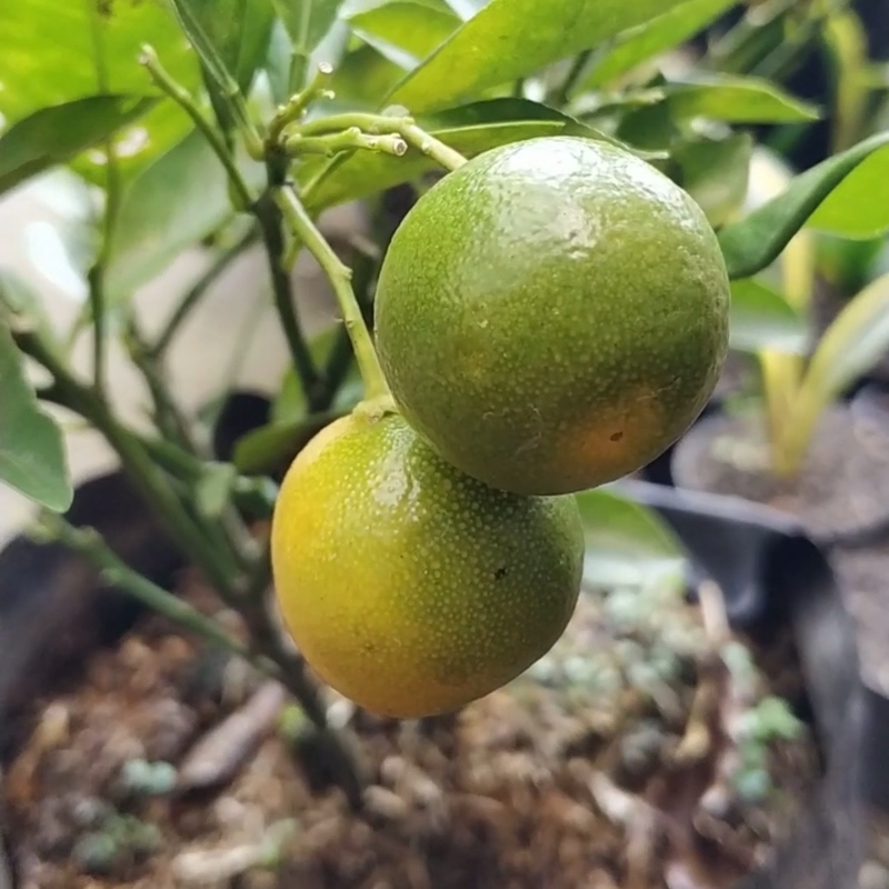 Pohon Jeruk Nipis Apakah Berduri