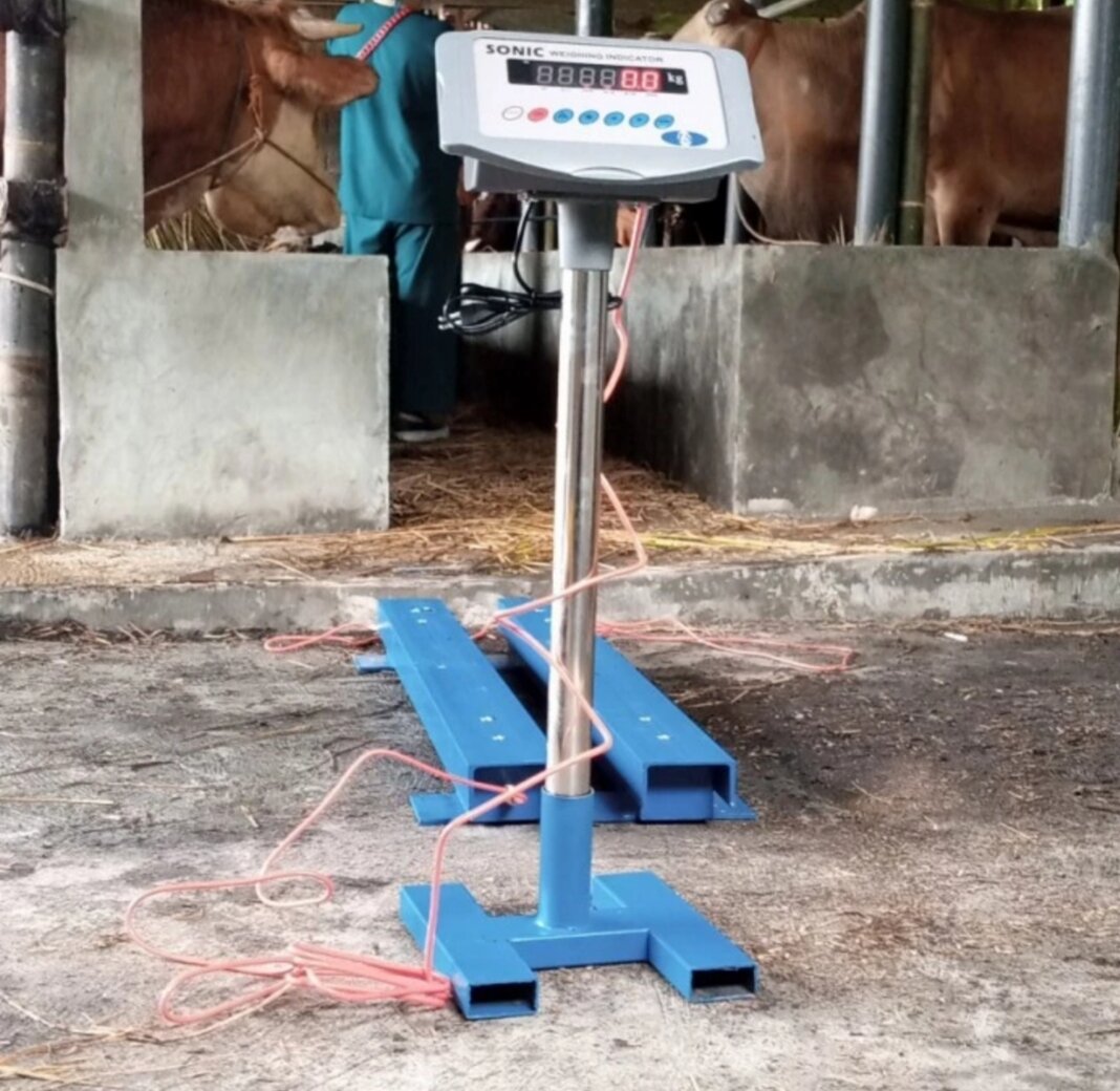 Timbangan sapi digital modern otomatis kapasitas 2 ton bergaransi ...