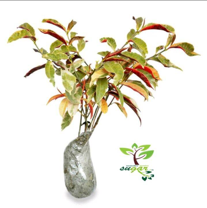 tanaman sambang darah | Lazada Indonesia