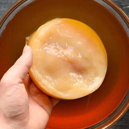 Kombucha Scooby ( jamur kombucha ) | Lazada Indonesia