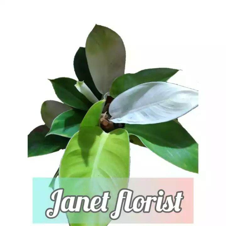 tanaman hias pilo lemon putih | Lazada Indonesia