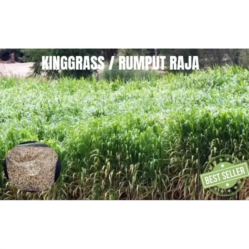ASLI - Biji Rumput Raja ukuran 1kg (King Grass) Benih rumput gajah ...