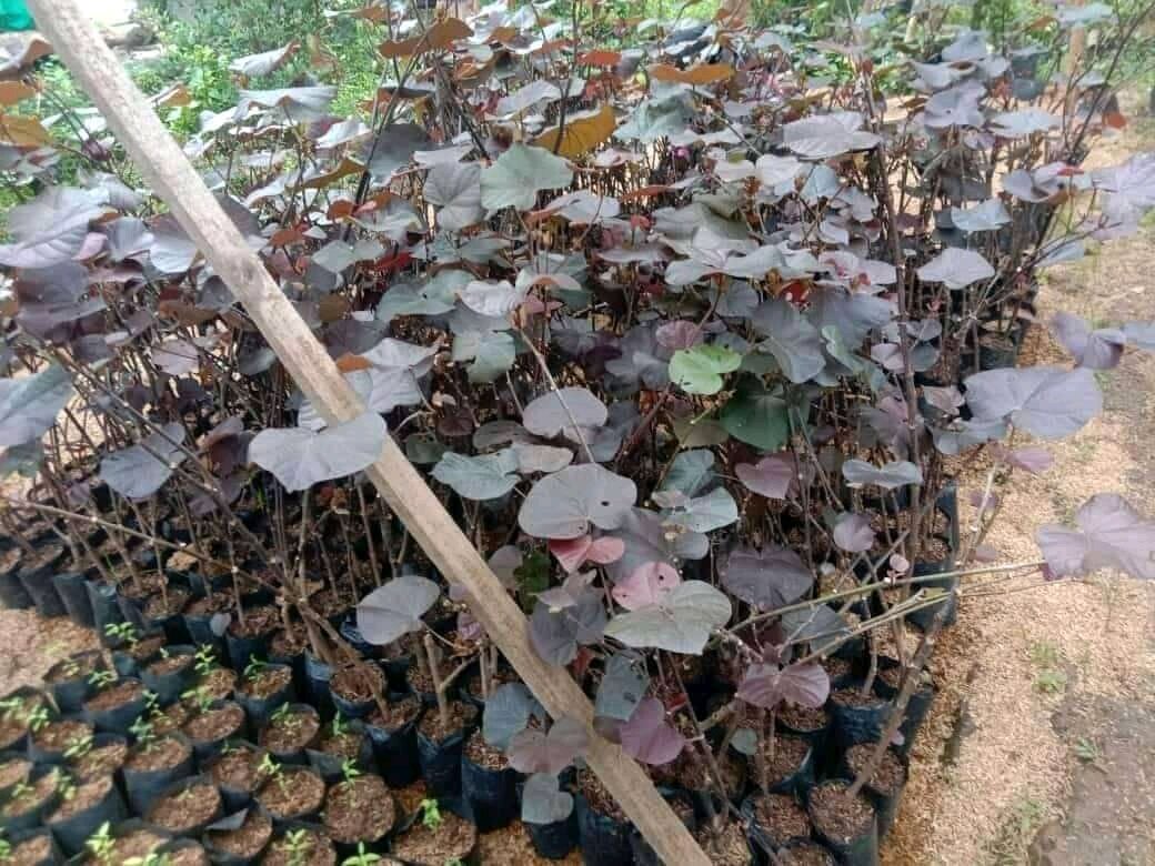 5 batang waru merah/paket waru merah | Lazada Indonesia