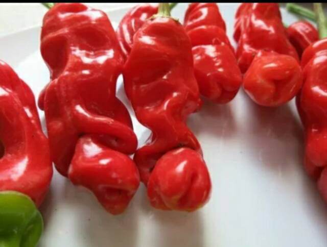 bibit/biji cabai red petter pepper per biji | Lazada Indonesia